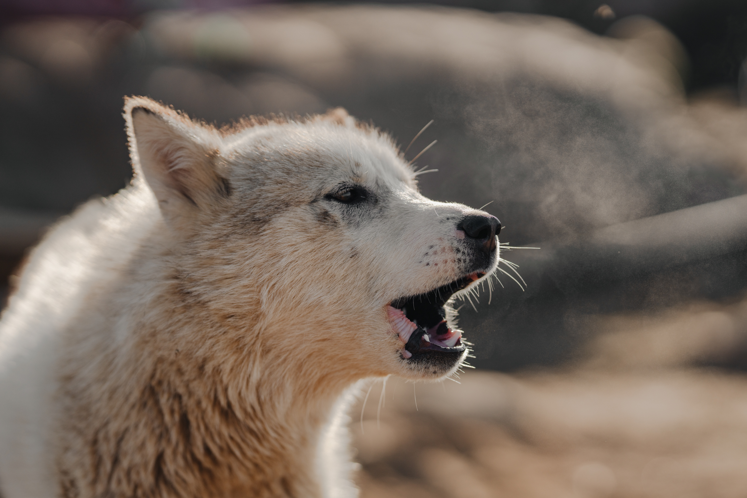 Dogs of East Greenland - Visit East Greenland