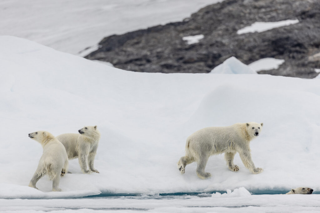 Polar Bear Experience - Visit East Greenland