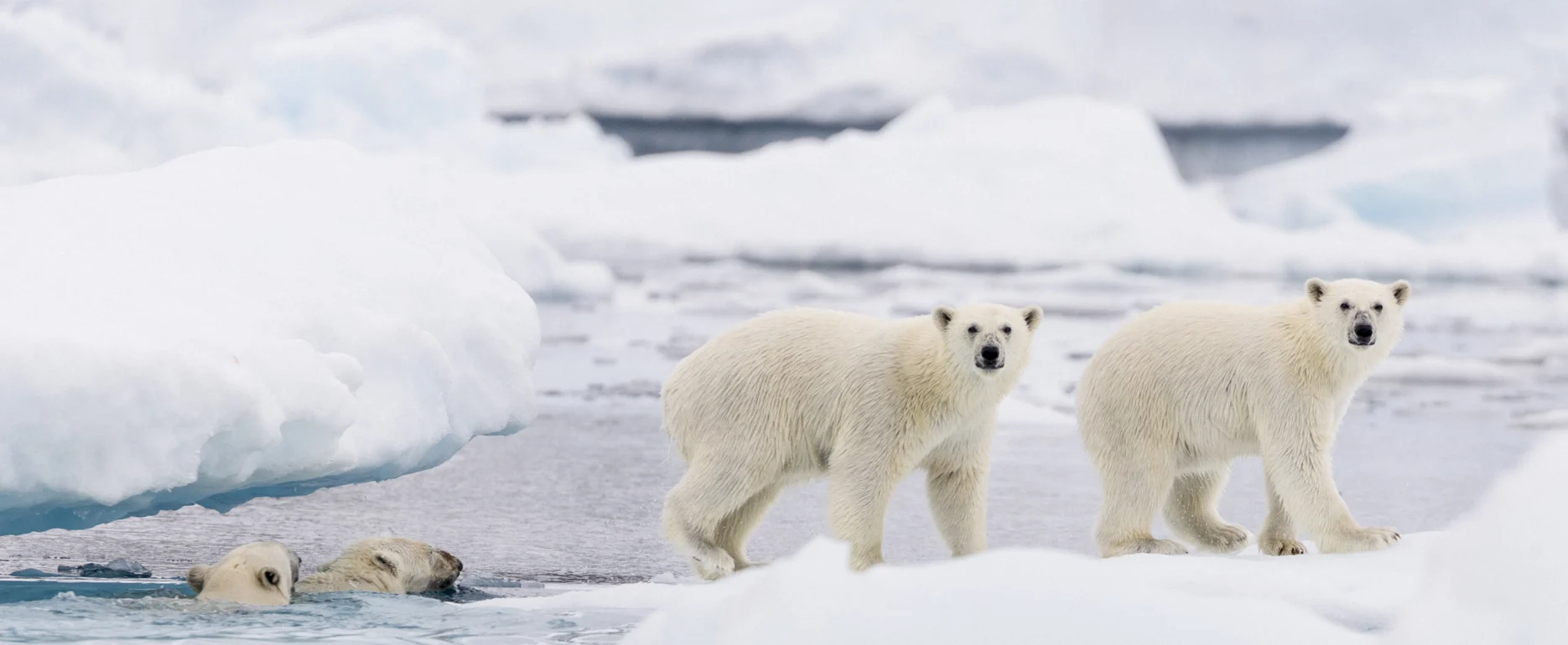 Polar Bear Experience - Visit East Greenland